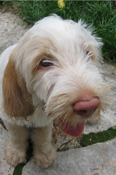 Northwestern Magazine Pet Photo Contest Finalists: Northwestern ...